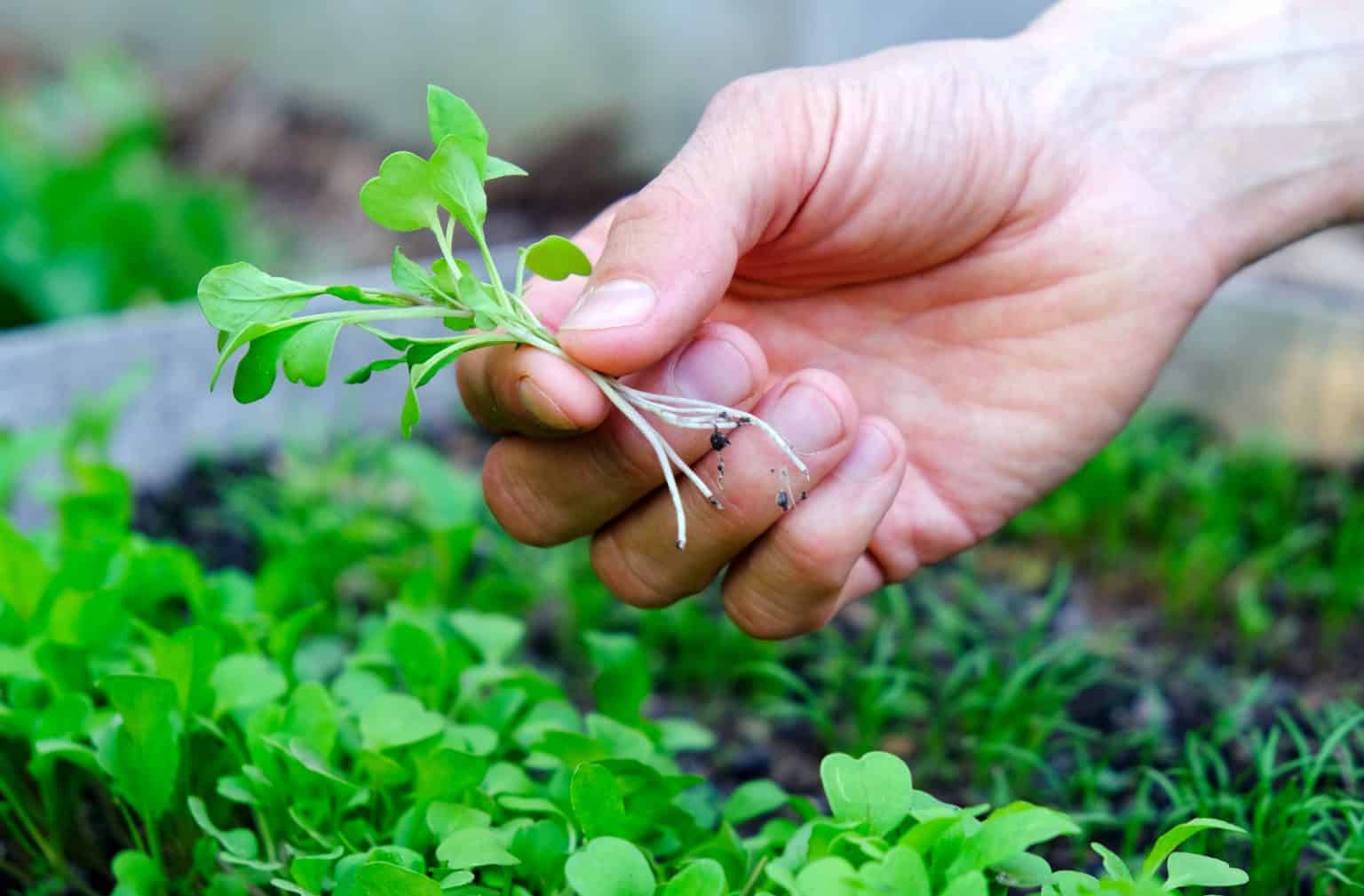 6 Benefits of Growing Microgreens At Home – Garden Biology