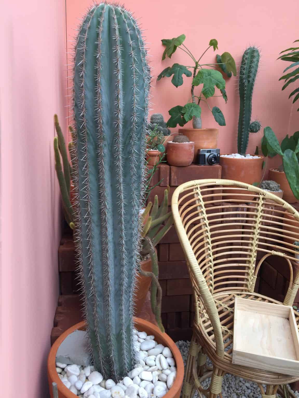 Blue Torch Cactus (Pilosocereus Azureus): Ultimate Care Guide – Garden ...