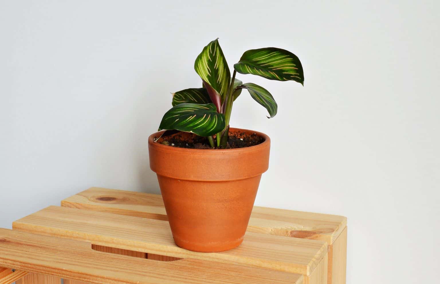 Calathea Beauty Star Plant | Care Guide, Light, Soil & More – Garden ...