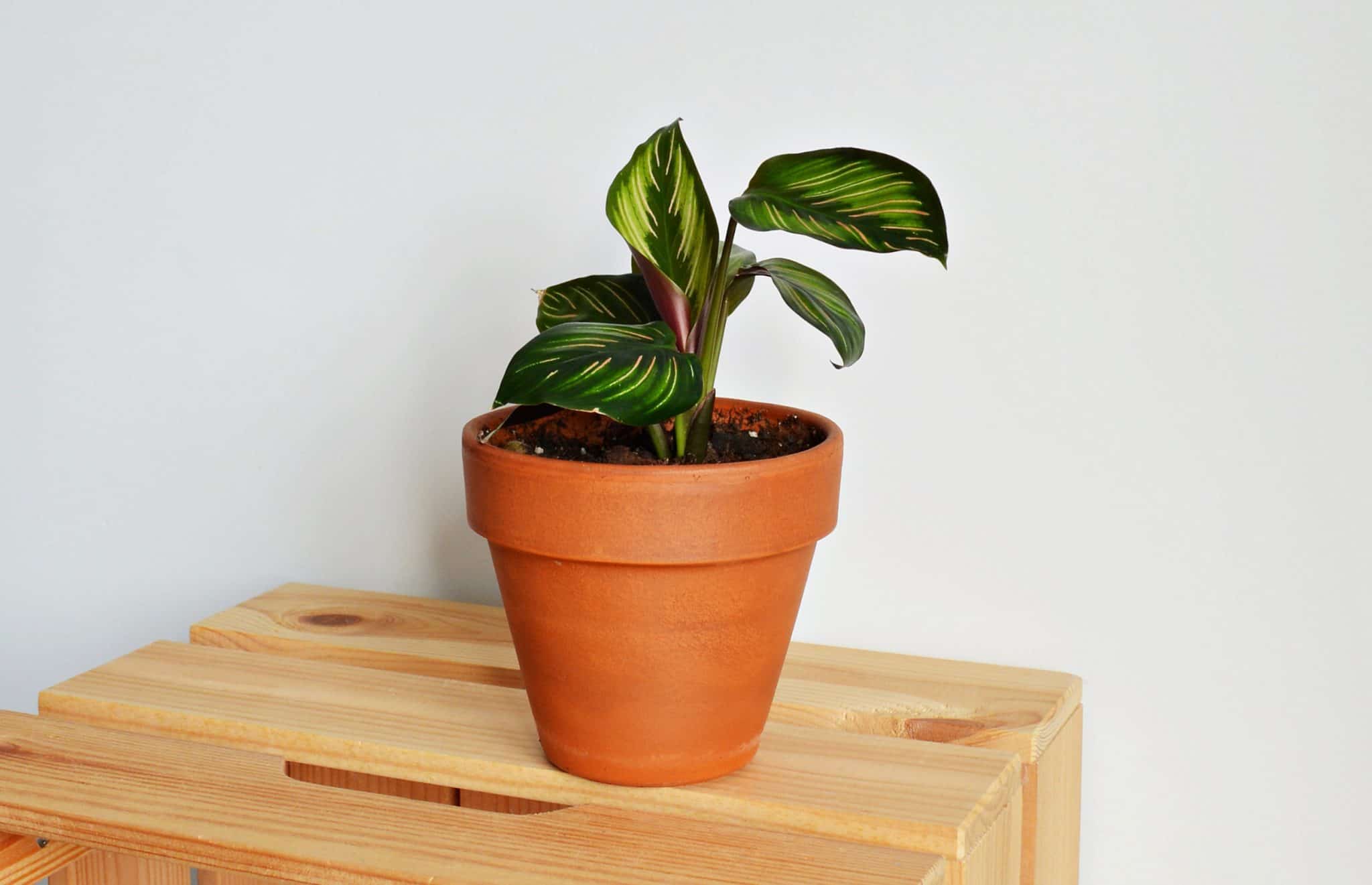 Calathea Beauty Star Plant | Care Guide, Light, Soil & More – Garden ...