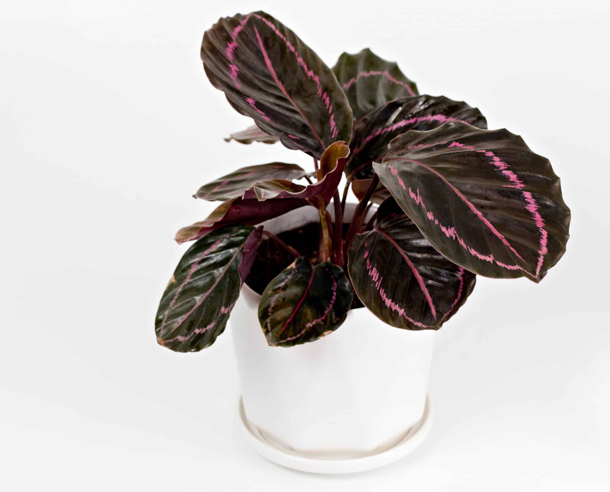 Calathea Dottie (Calathea Roseopicta ‘Dottie’): Care Guide – Garden Biology