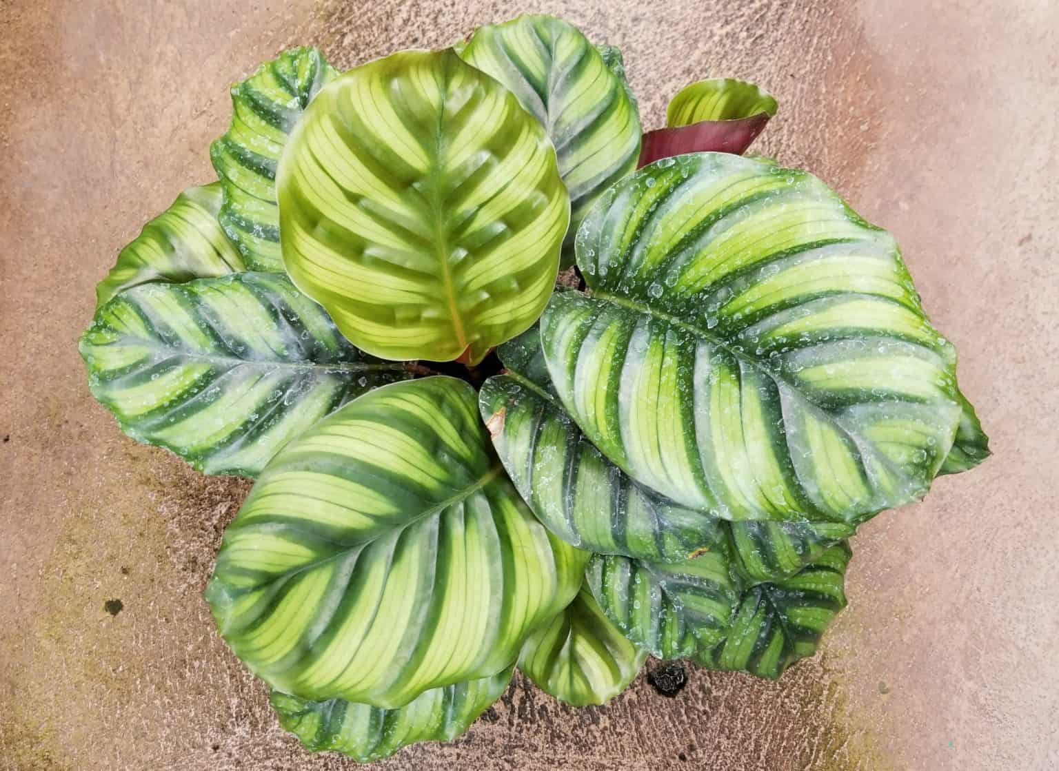 Calathea Fasciata (AKA Goeppertia Fasciata): Ultimate Care Guide ...