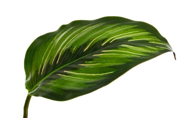 Calathea Beauty Star Plant | Care Guide, Light, Soil & More – Garden ...