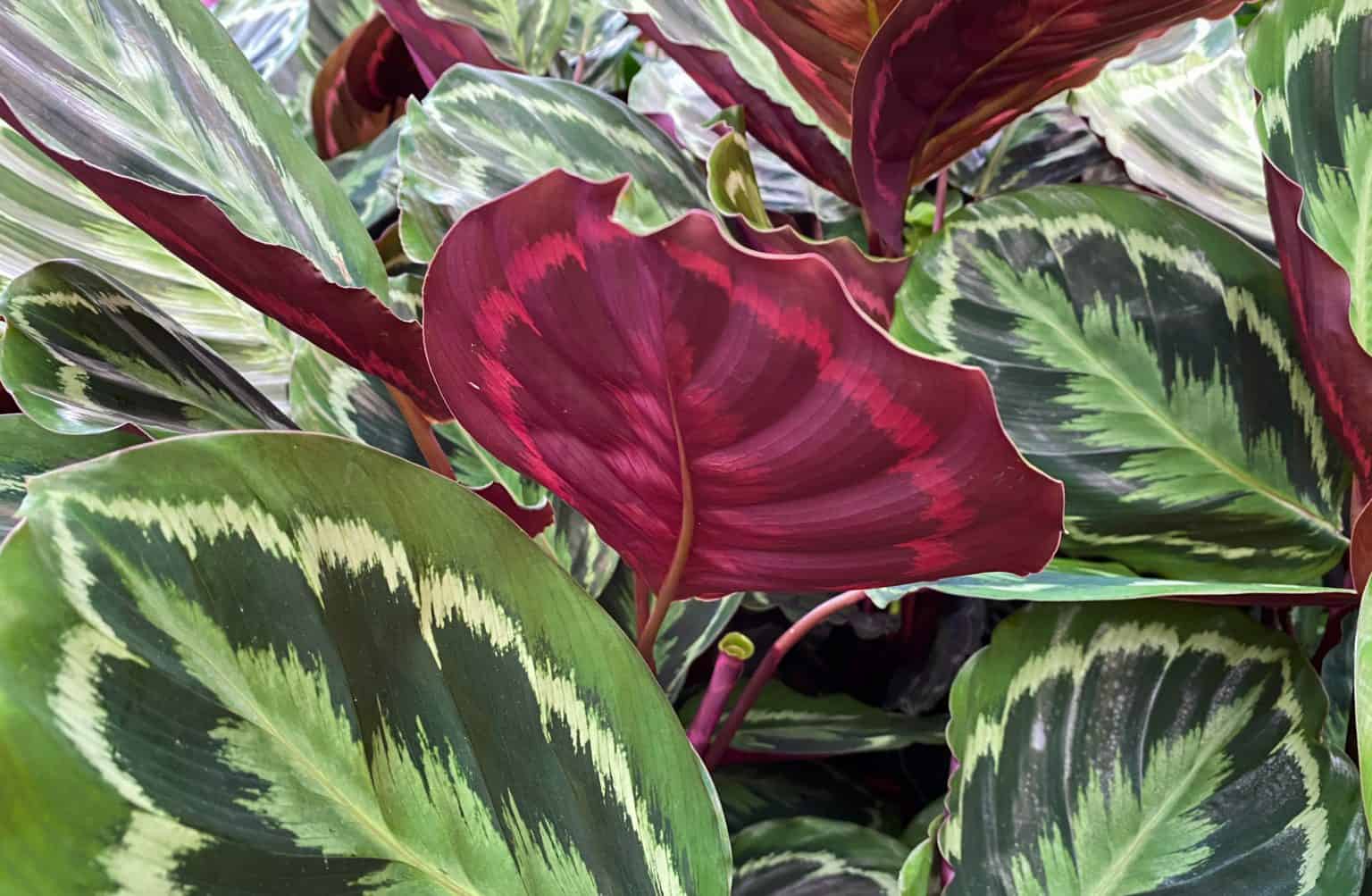 Calathea Medallion (Calathea veitchiana): Ultimate Care Guide – Garden ...