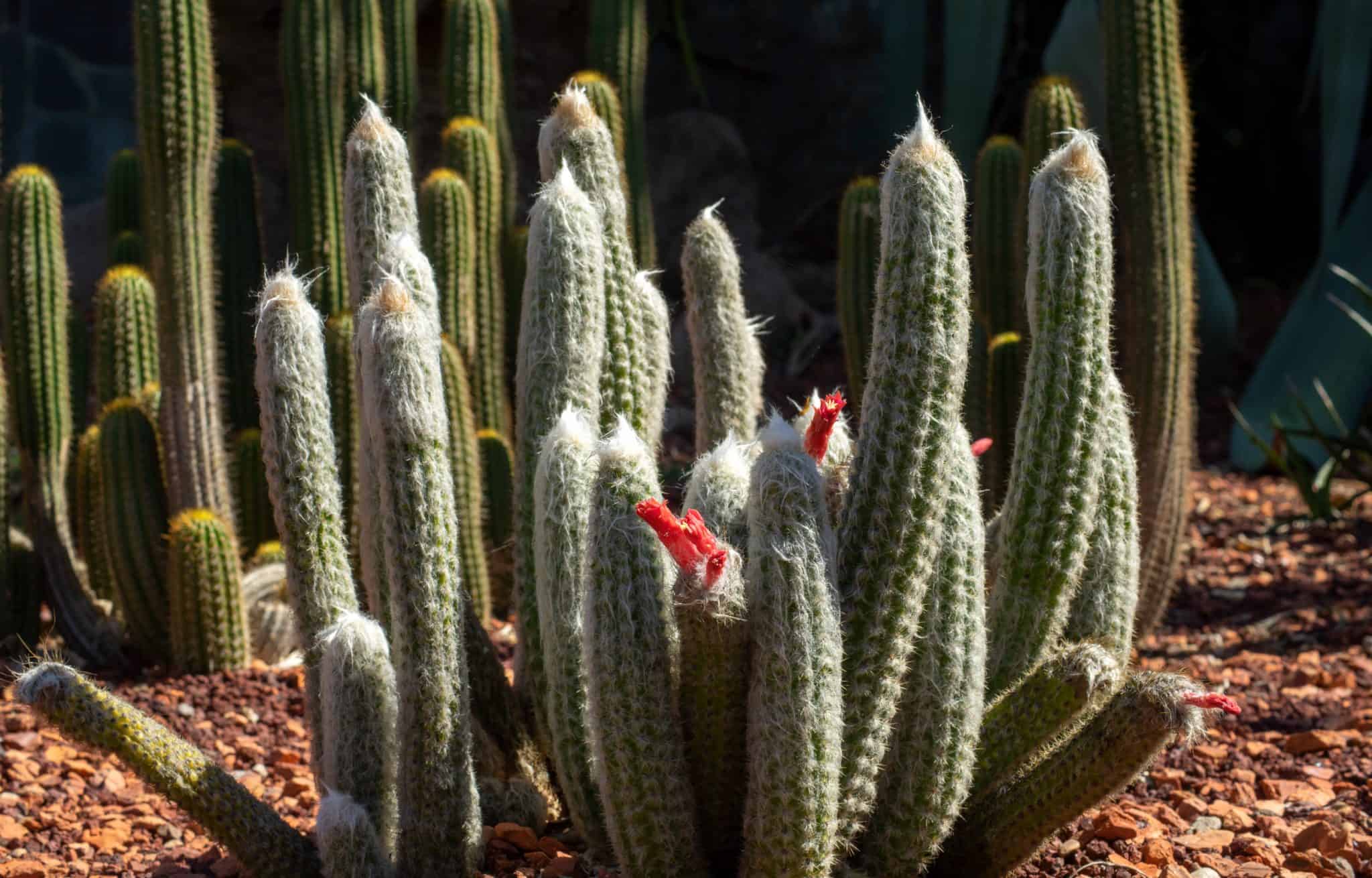Silver Torch Cactus (Cleistocactus strausii): Ultimate Care Guide ...