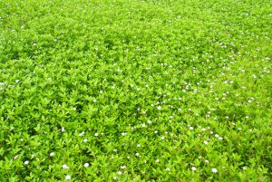 Kurapia Grass (Lippia Nodiflora ‘Kurapia’): Ultimate Care Guide ...