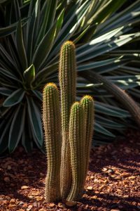 Golden Torch Cactus (Echinopsis spachiana): Ultimate Care Guide ...