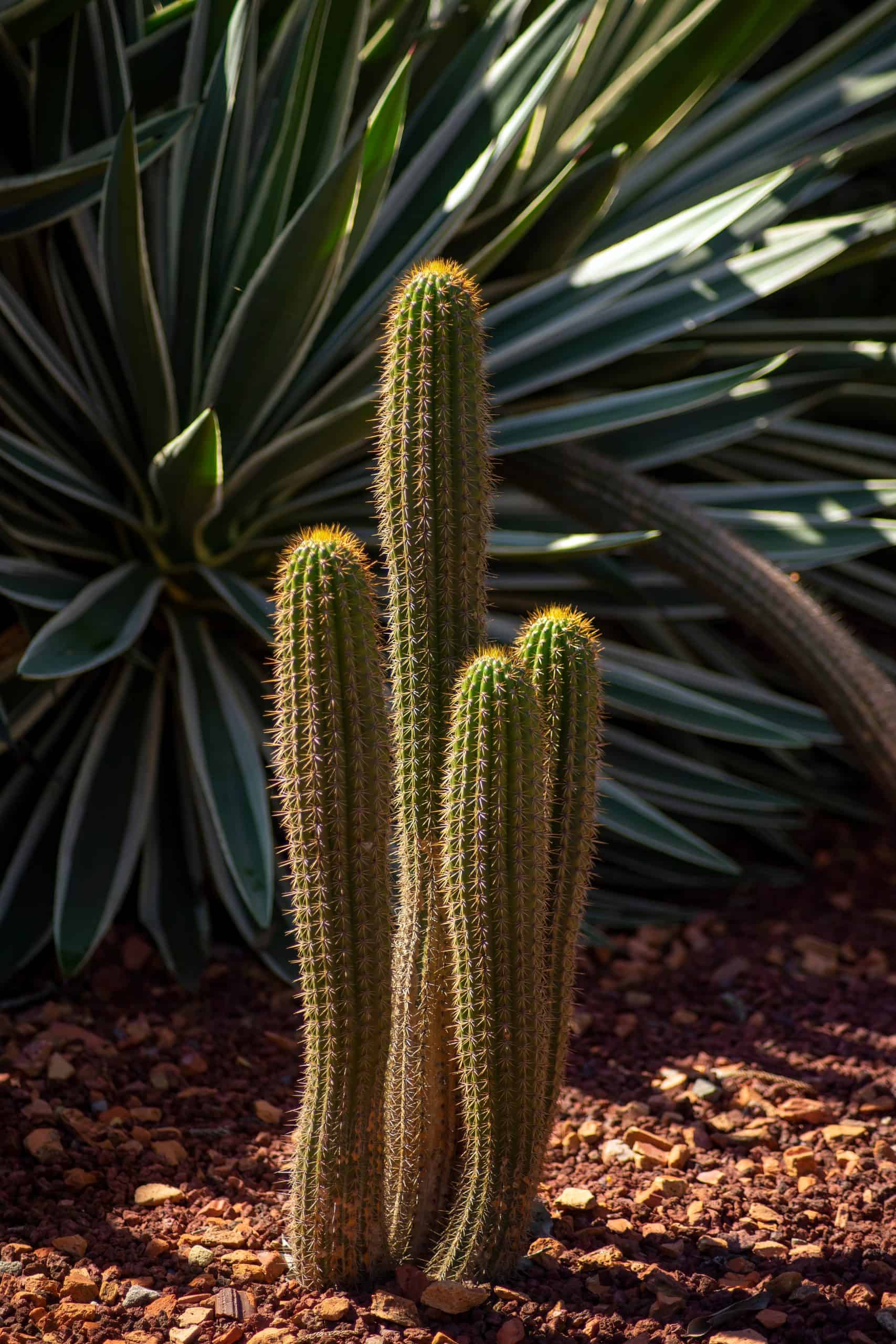 Golden Torch Cactus (Echinopsis spachiana): Ultimate Care Guide ...