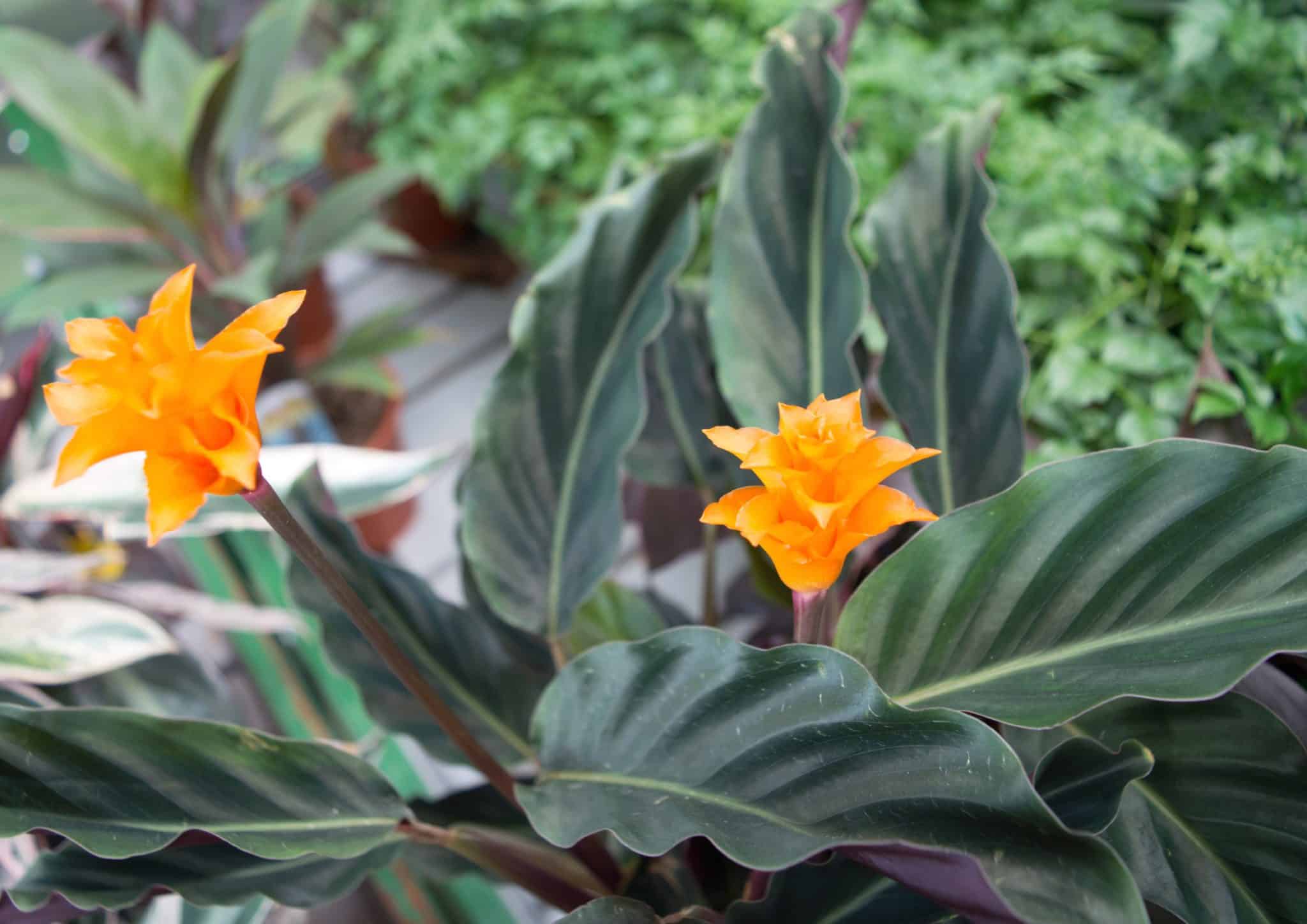 Calathea Crocata (Eternal Flame Plant): Ultimate Care Guide – Garden Biology