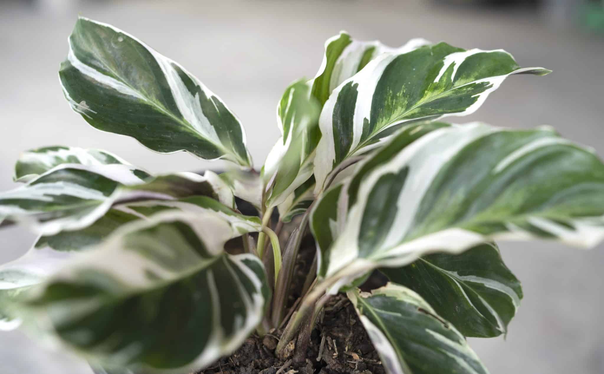 Calathea Fusion White (Calathea lietzei ‘White Fusion’): Ultimate Care ...