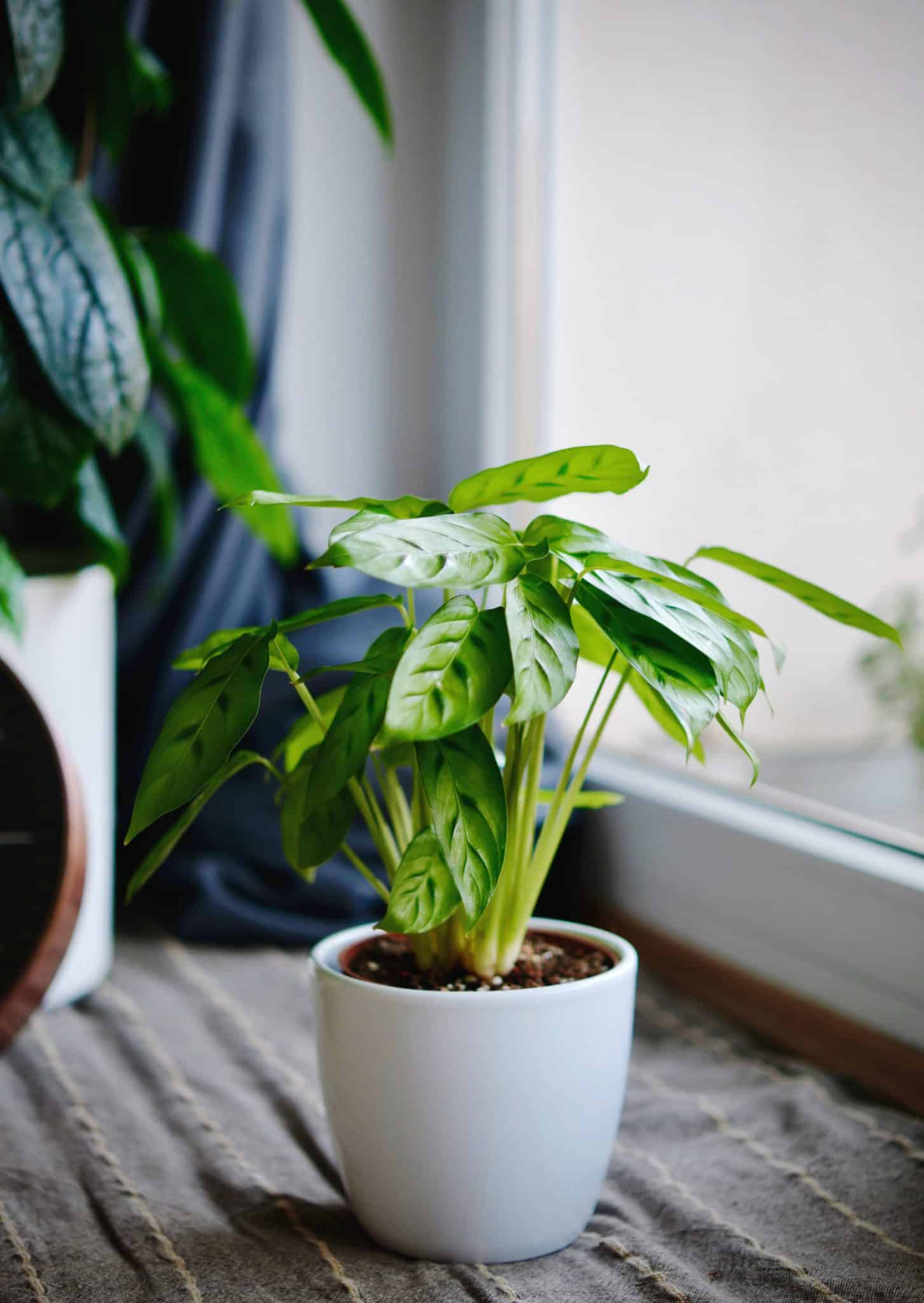 Calathea Leopardina (Shadow Plant): Ultimate Care Guide – Garden Biology