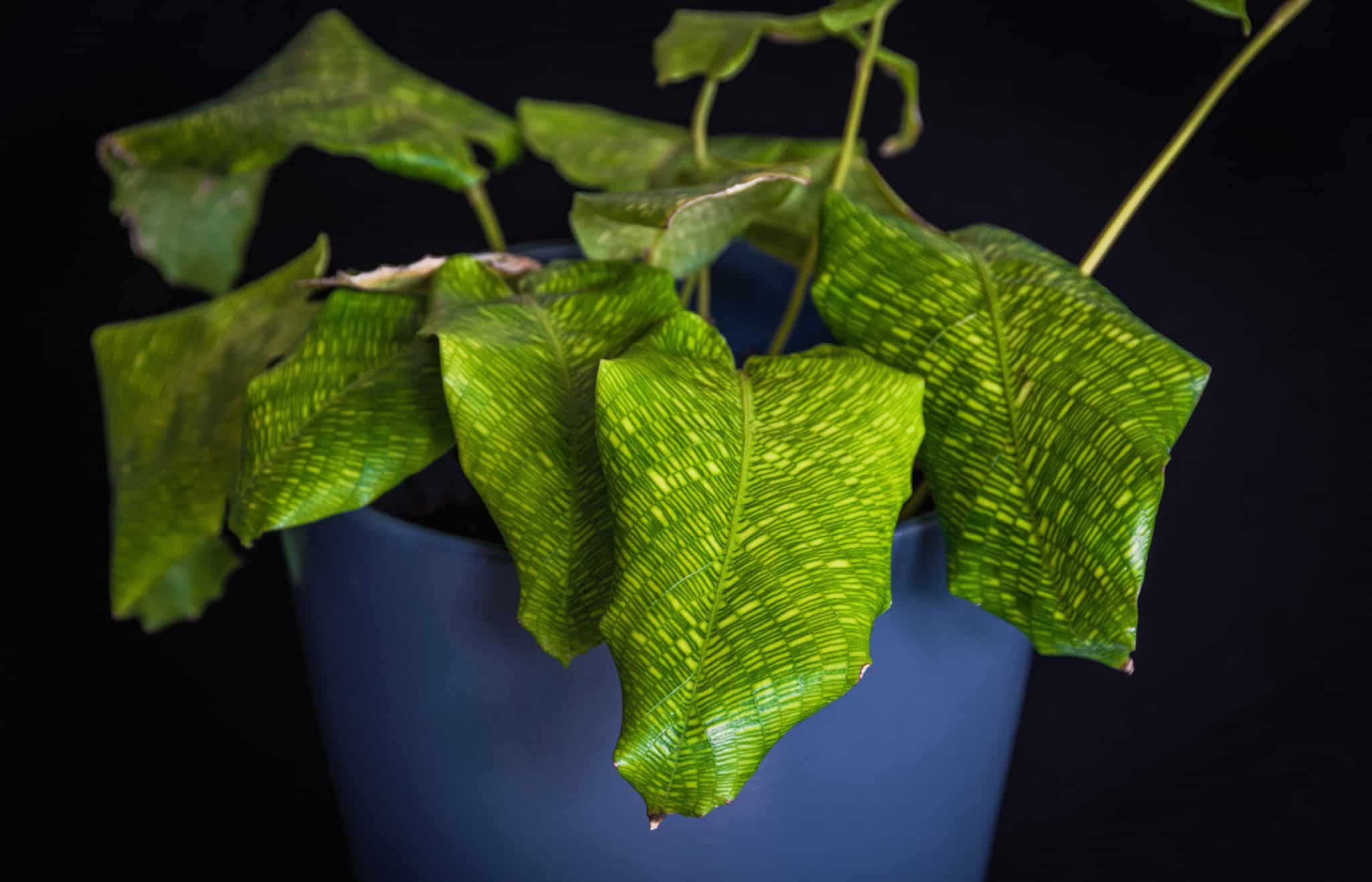 Calathea Musaica (Network Calathea): Ultimate Care Guide – Garden Biology