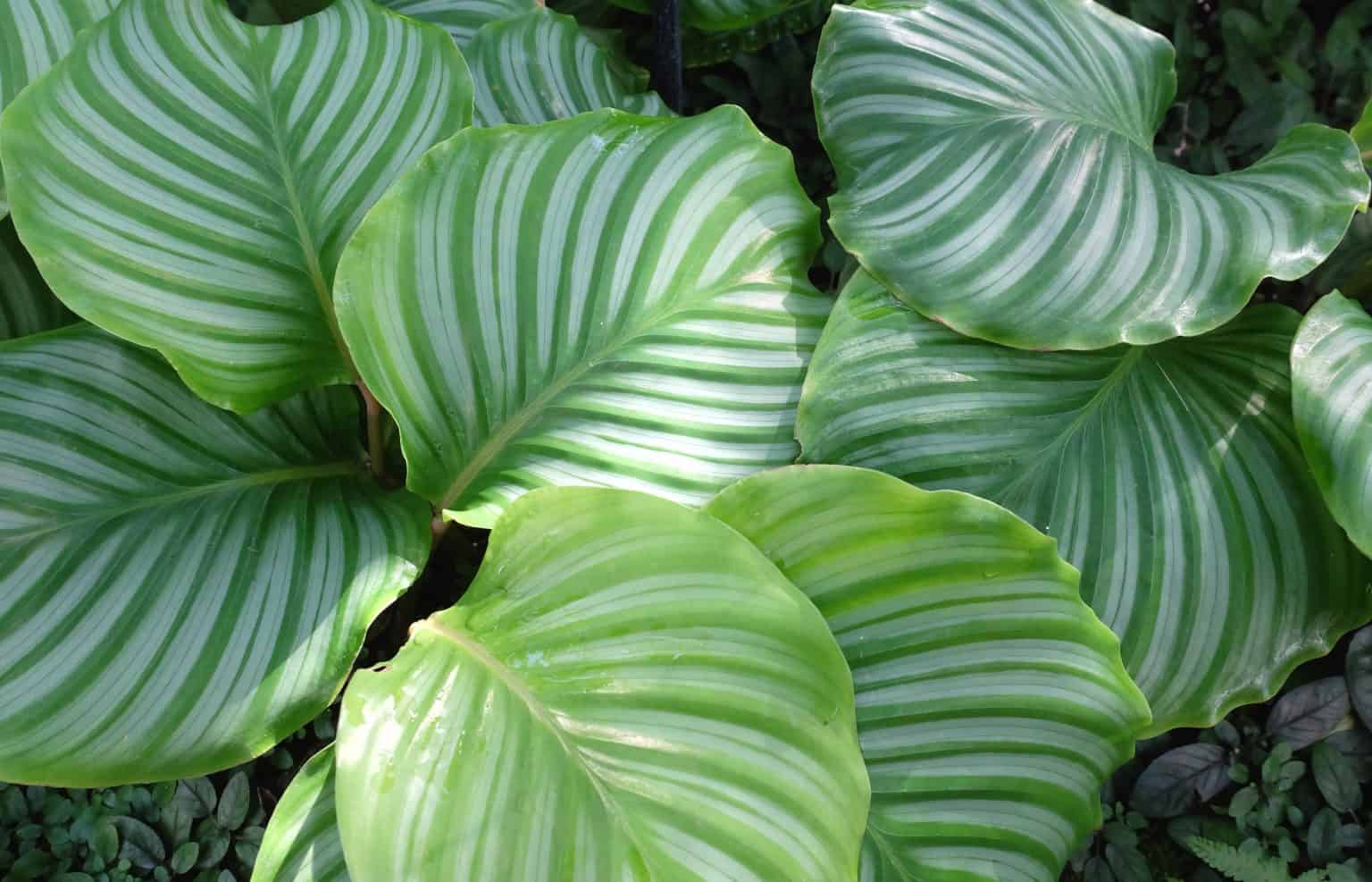 Calathea Orbifolia (Round Leaf Calathea): Ultimate Care Guide – Garden ...