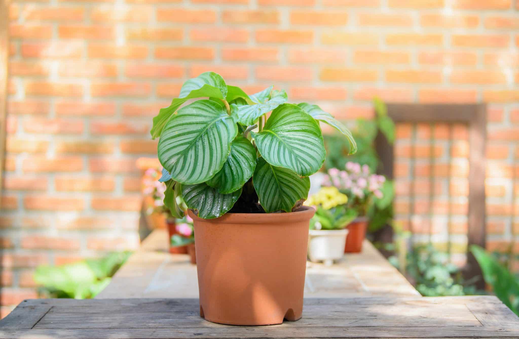 Calathea Orbifolia (Round Leaf Calathea): Ultimate Care Guide – Garden ...