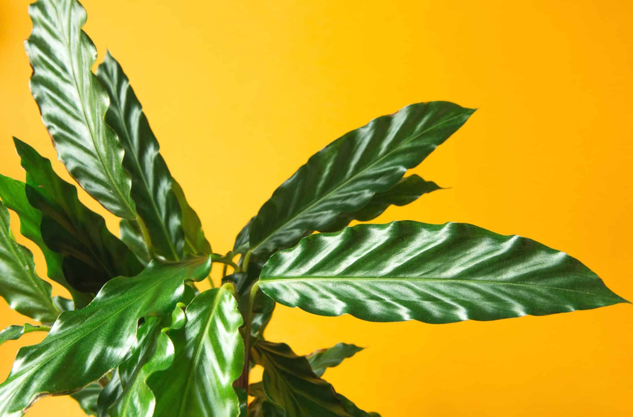 Calathea Rufibarba (Furry Feather): Ultimate Care Guide – Garden Biology