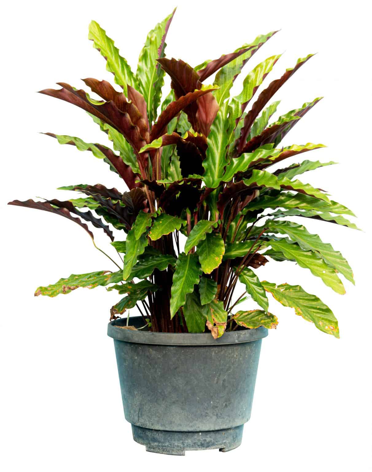 Calathea Rufibarba (Furry Feather): Ultimate Care Guide – Garden Biology