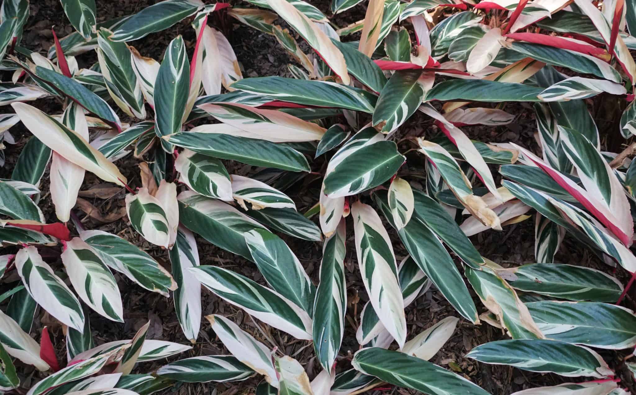 Calathea Triostar (Stromanthe Sanguinea ‘Triostar’): Ultimate Care ...