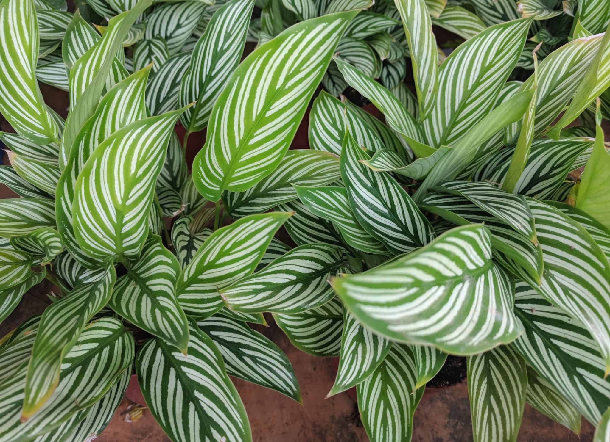 Calathea Vittata (Calathea Elliptica ‘Vittata’): Ultimate Care Guide ...