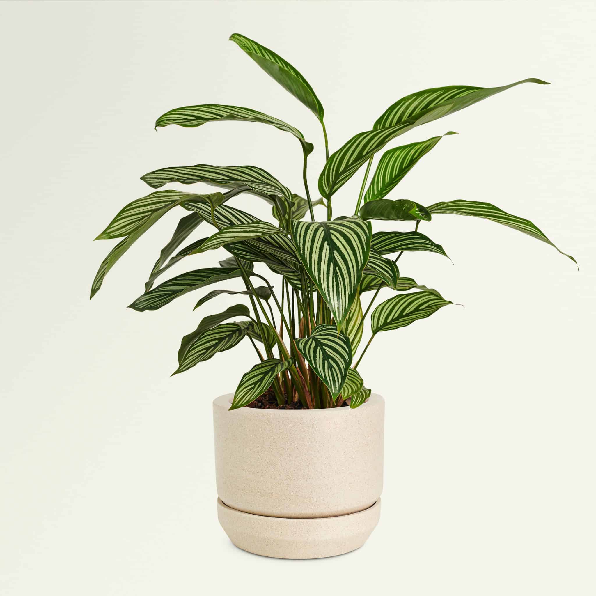 Calathea Vittata (Calathea Elliptica ‘Vittata’): Ultimate Care Guide ...
