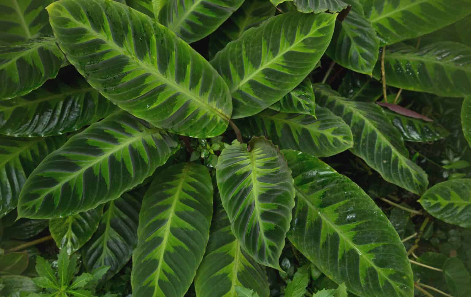Calathea Warscewiczii (Jungle Velvet Calathea): Ultimate Care Guide ...