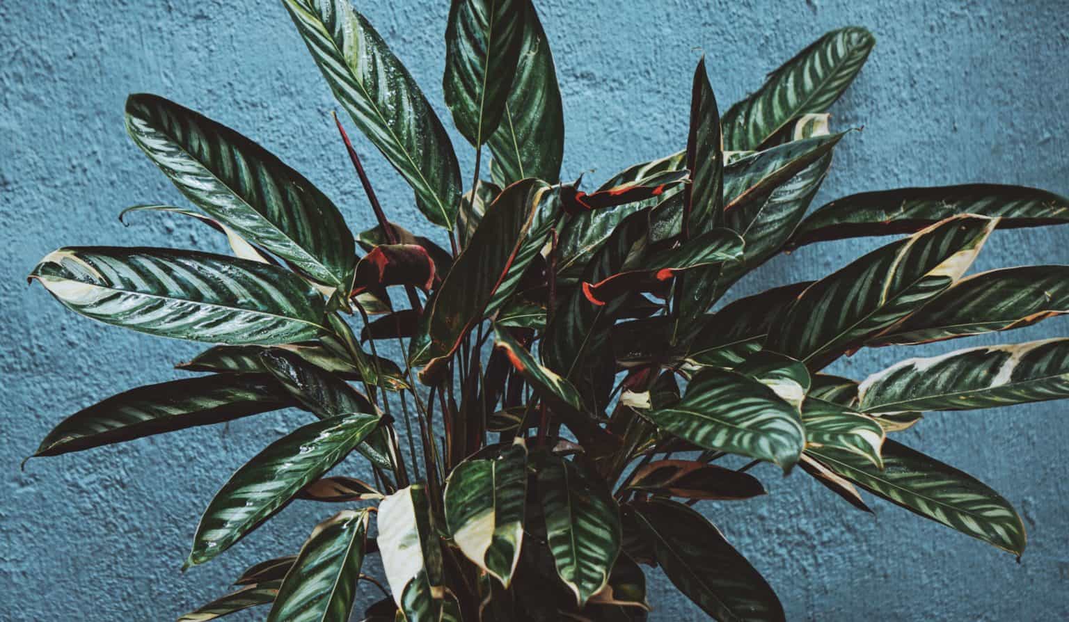 Ctenanthe Setosa (AKA Calathea Setosa): Ultimate Care Guide – Garden ...