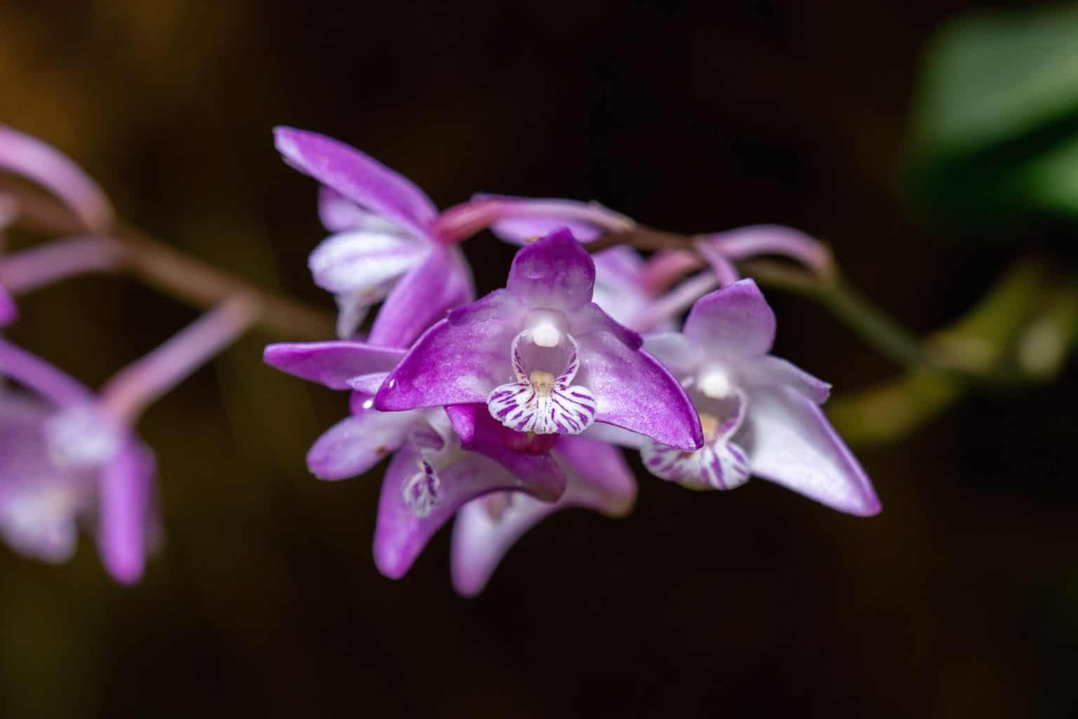 Dendrobium Kingianum (Pink Rock Orchid): Ultimate Care Guide – Garden ...