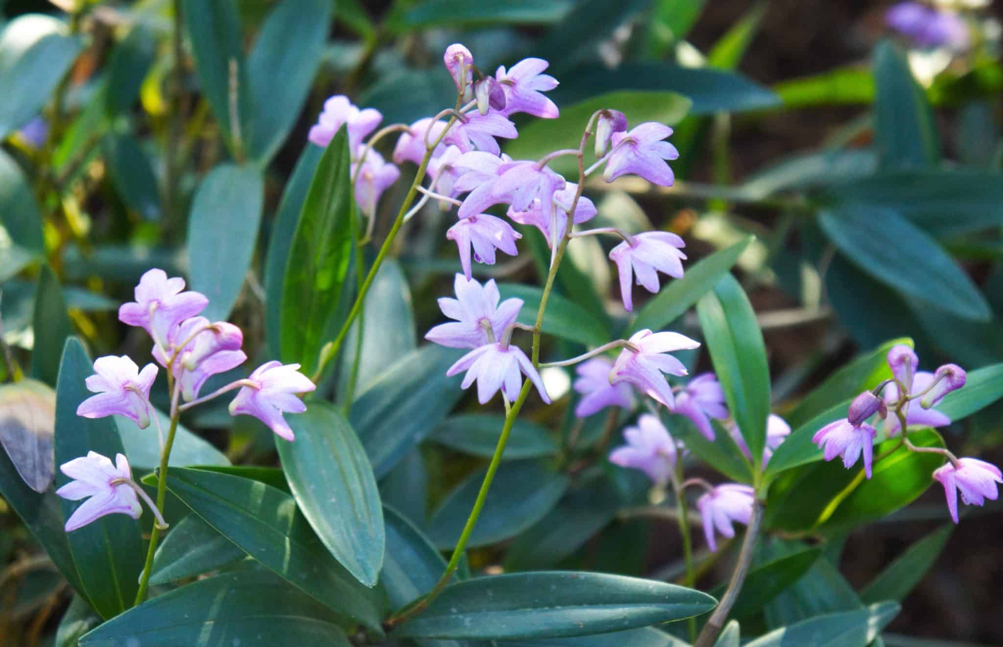 Dendrobium Kingianum (Pink Rock Orchid): Ultimate Care Guide – Garden ...
