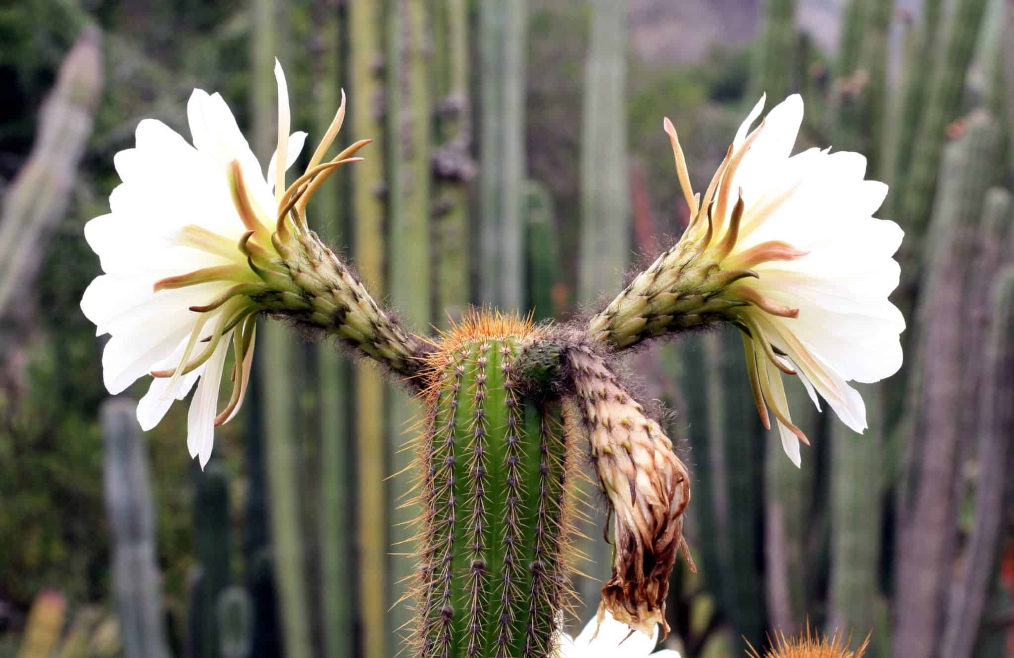 Golden Torch Cactus (Echinopsis spachiana): Ultimate Care Guide ...