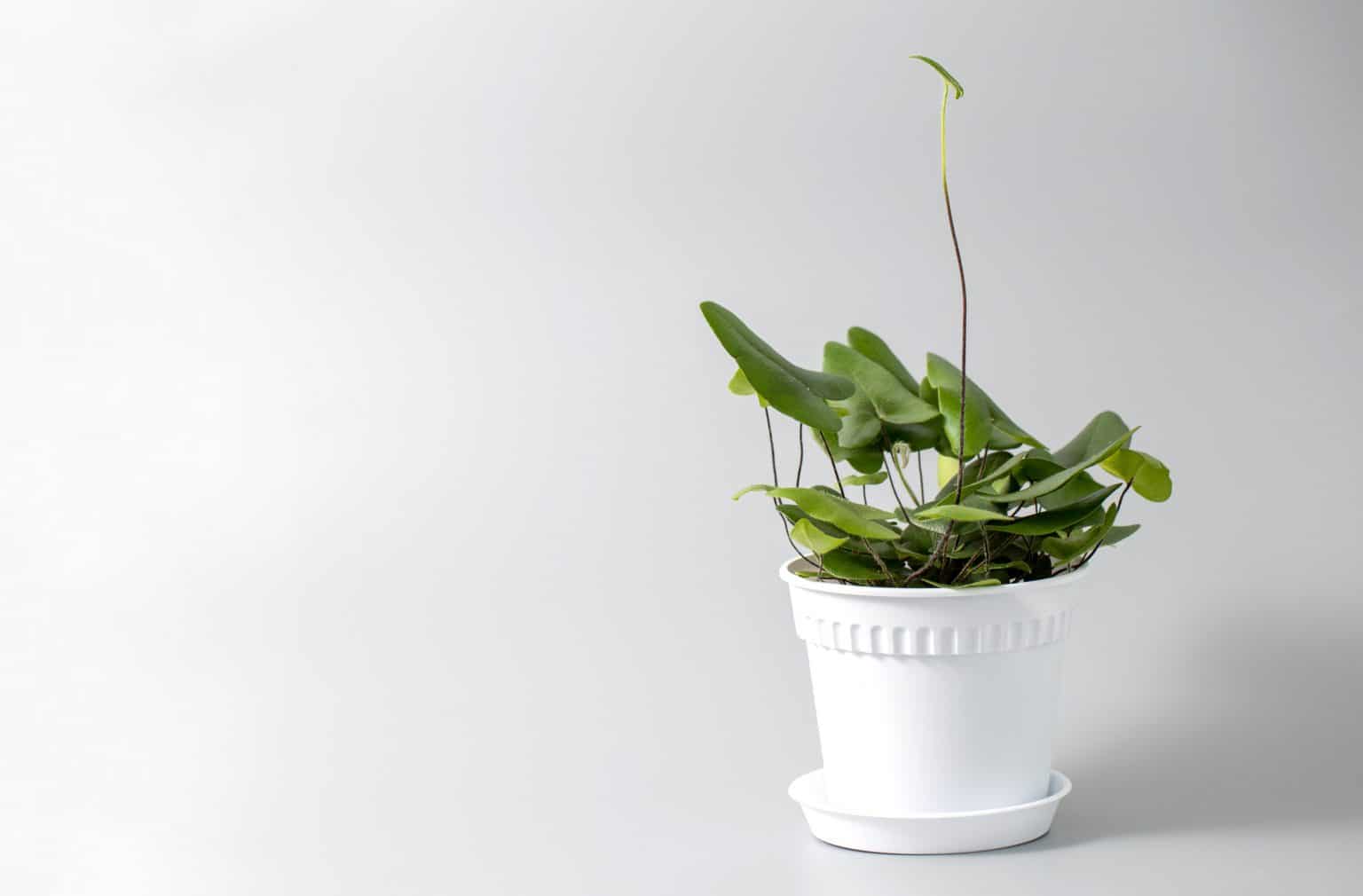 Heart Fern (Hemionitis Arifolia): Ultimate Care Guide – Garden Biology