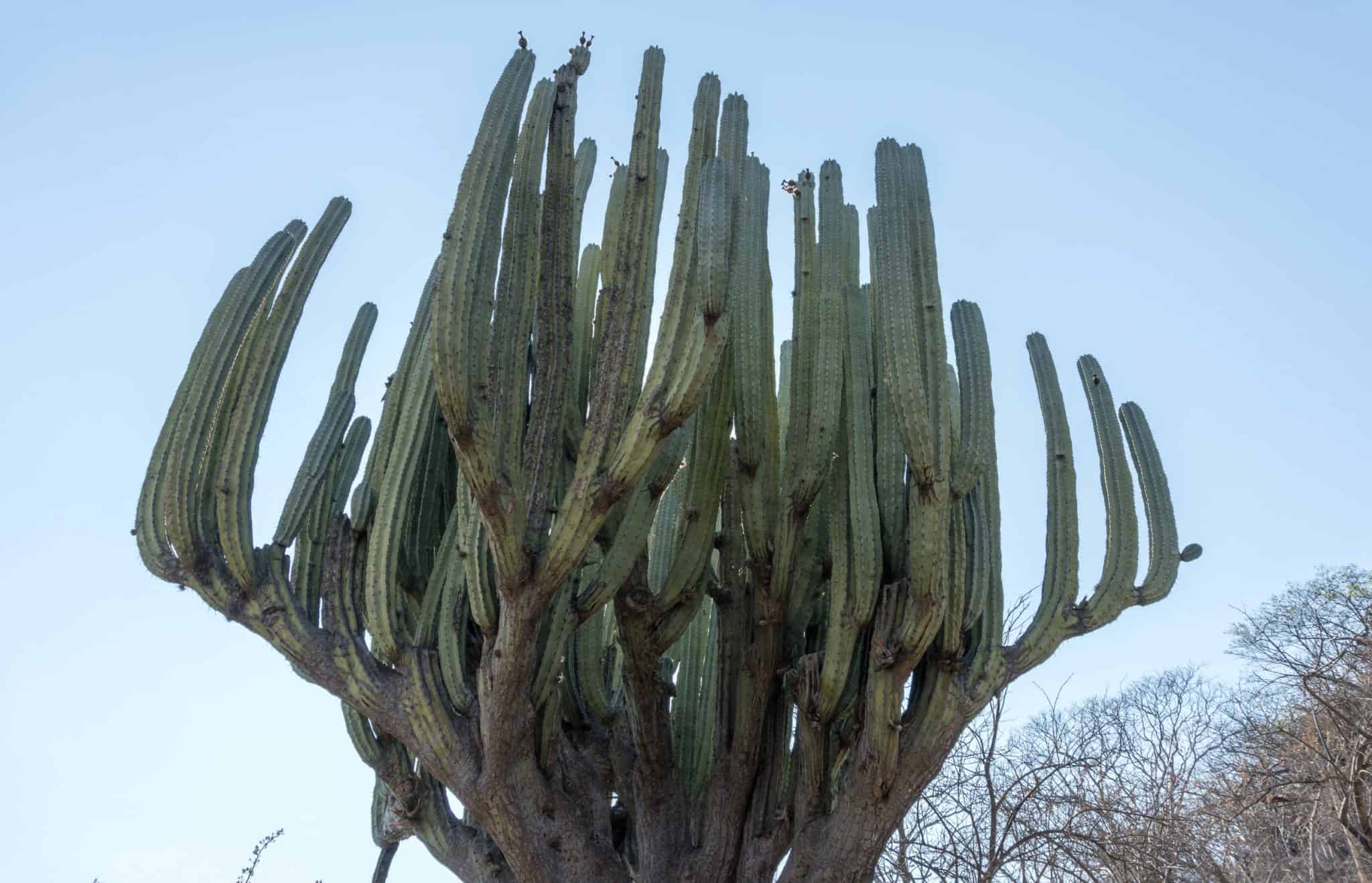 Mexican Fence Post Cactus: Ultimate Care Guide – Garden Biology