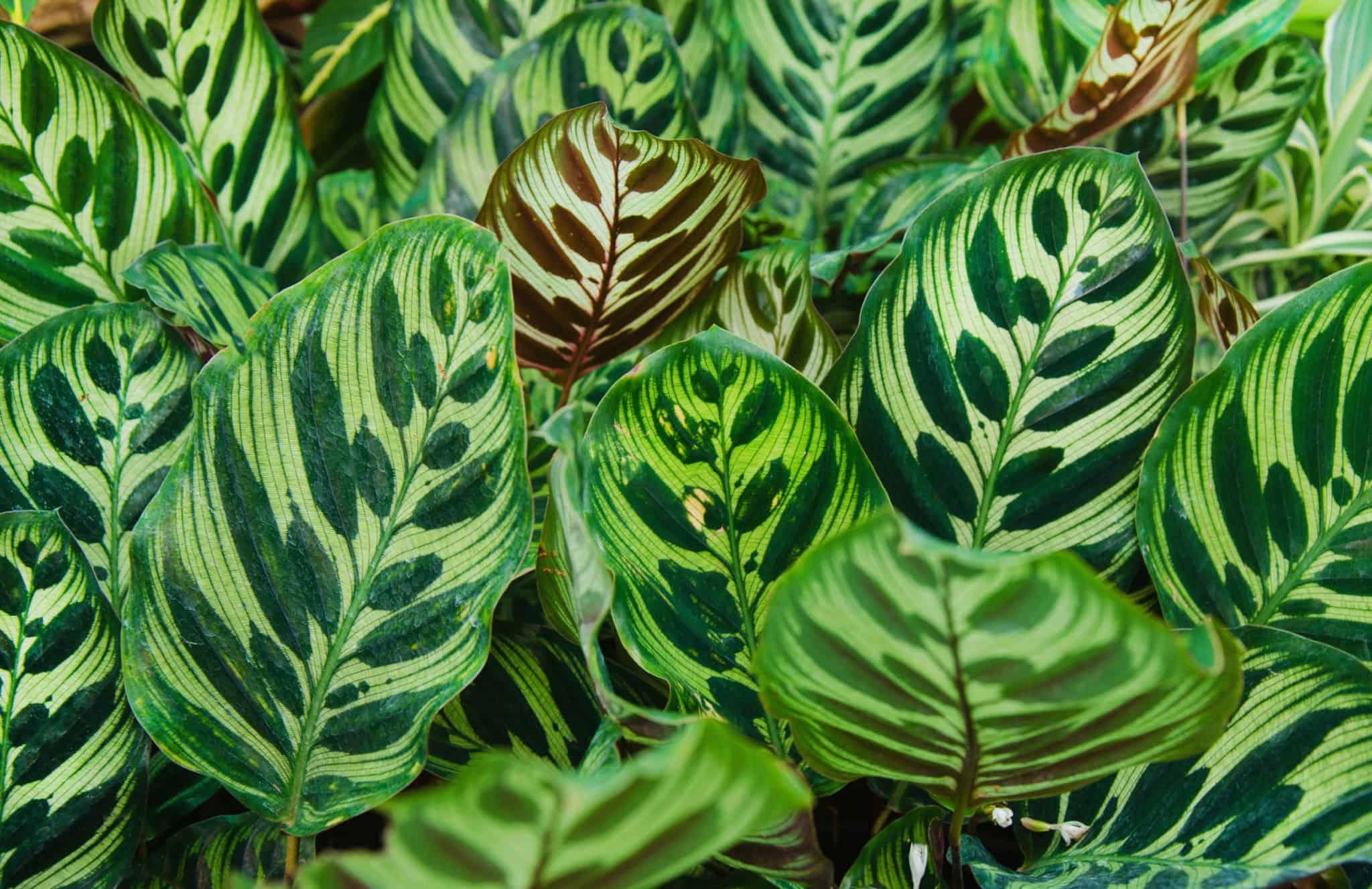 Peacock Plant (Calathea Makoyana): Ultimate Care Guide – Garden Biology