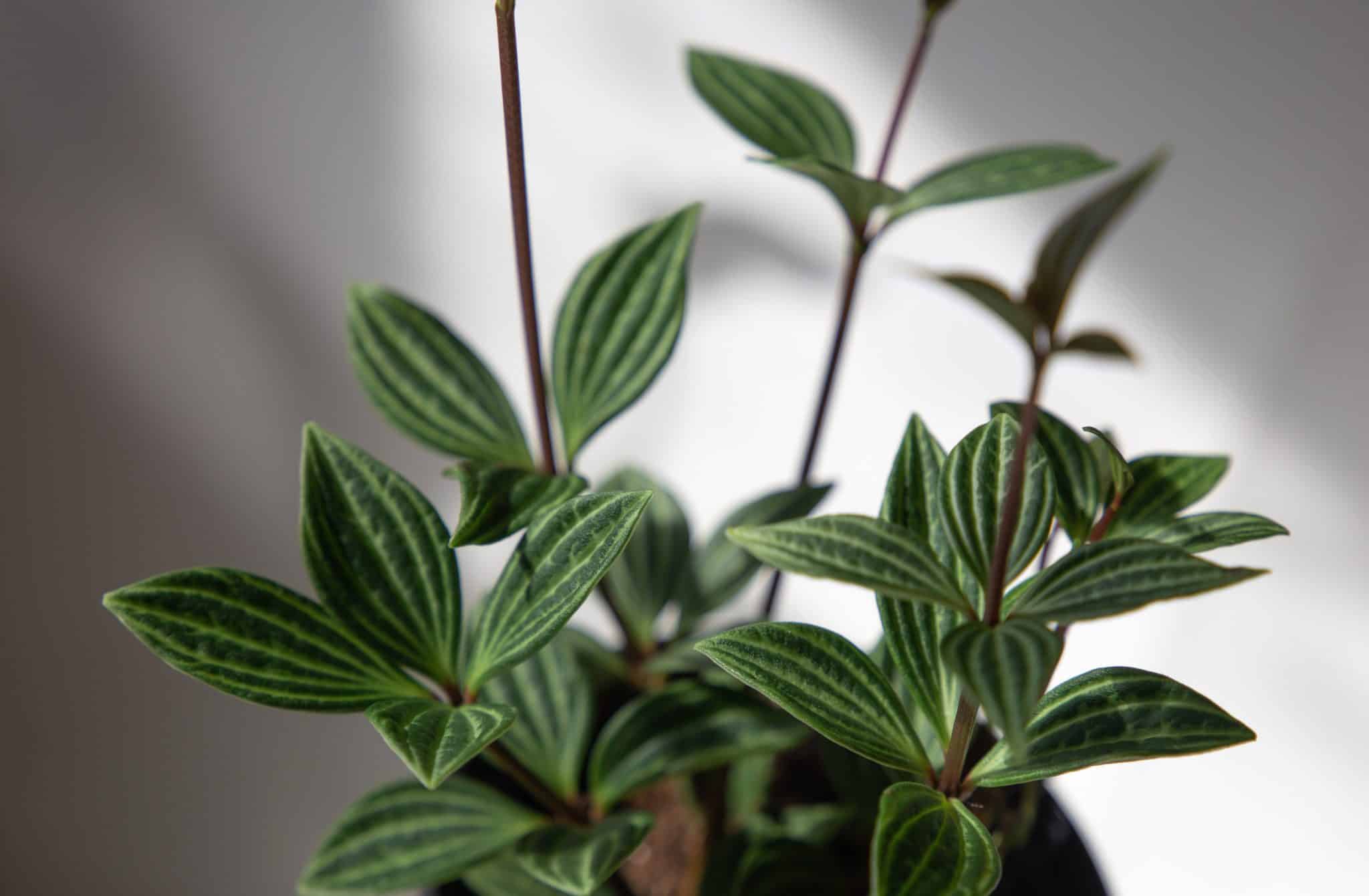 Peperomia Quadrangularis (Peperomia Beetle): Ultimate Care Guide ...