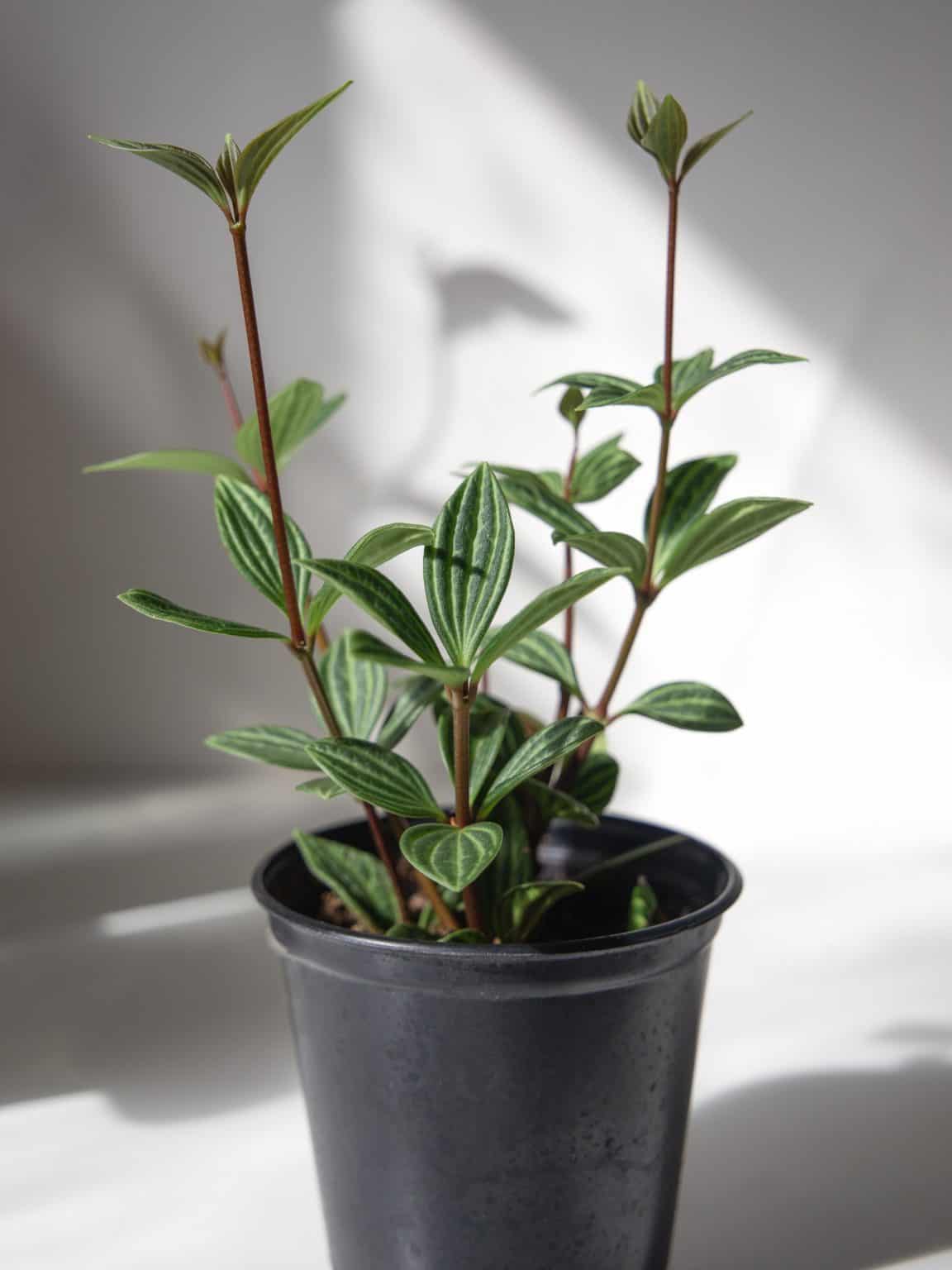 Peperomia Quadrangularis (Peperomia Beetle): Ultimate Care Guide ...