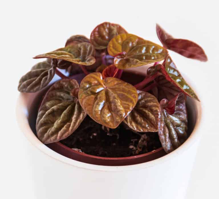 Peperomia Quito (Peporomia caperata ‘Quito’): Ultimate Care Guide ...