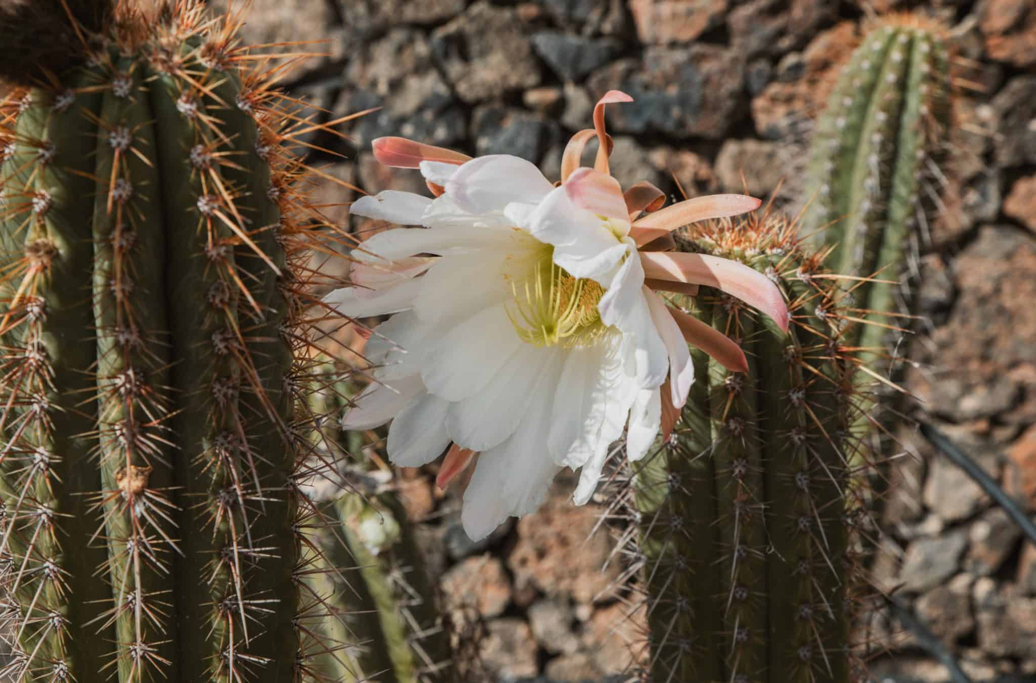 Peruvian Torch Cactus (Echinopsis Peruviana): Ultimate Care Guide ...