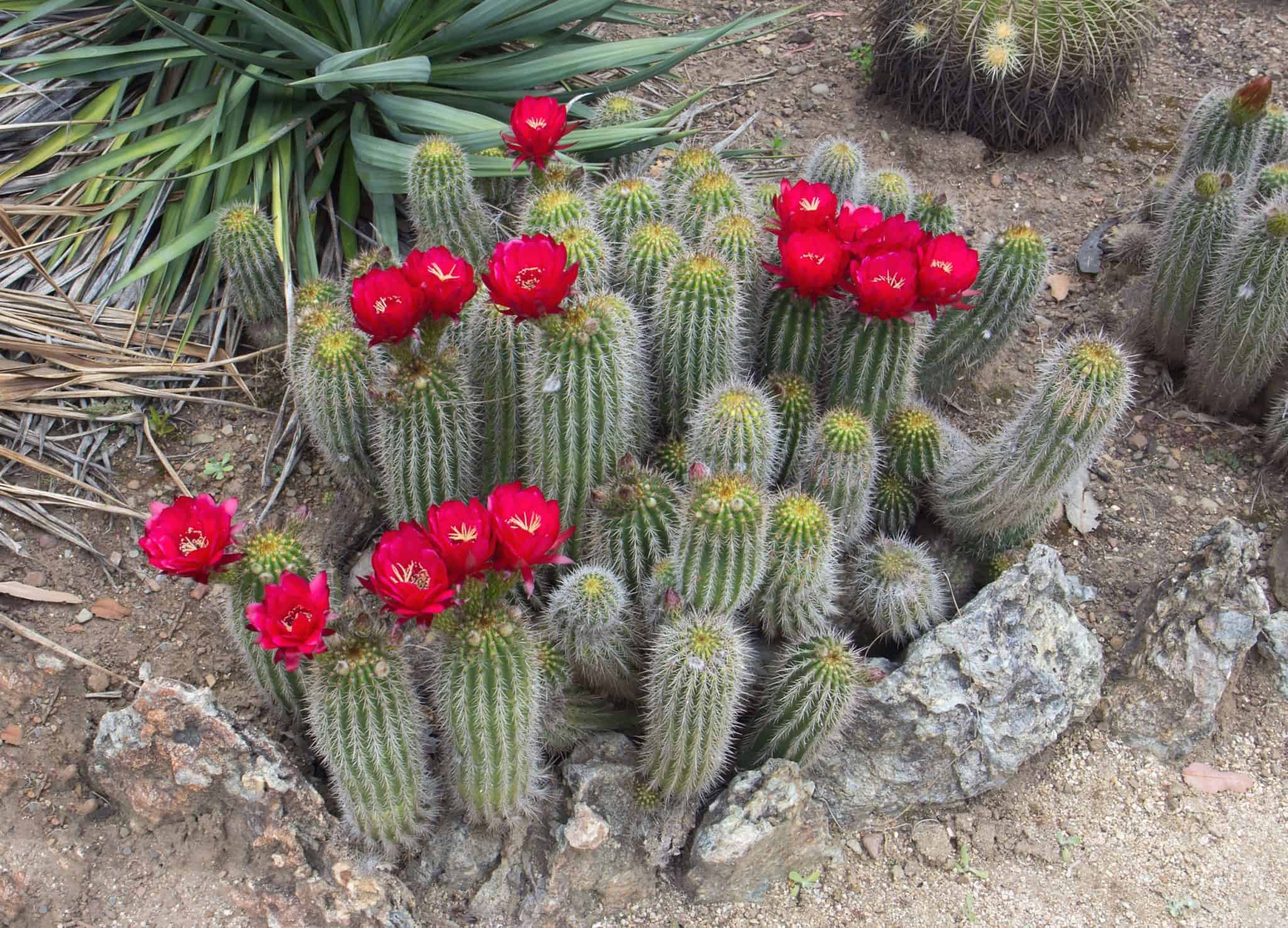 Red Torch Cactus (Echinopsis huascha): Ultimate Care Guide – Garden Biology