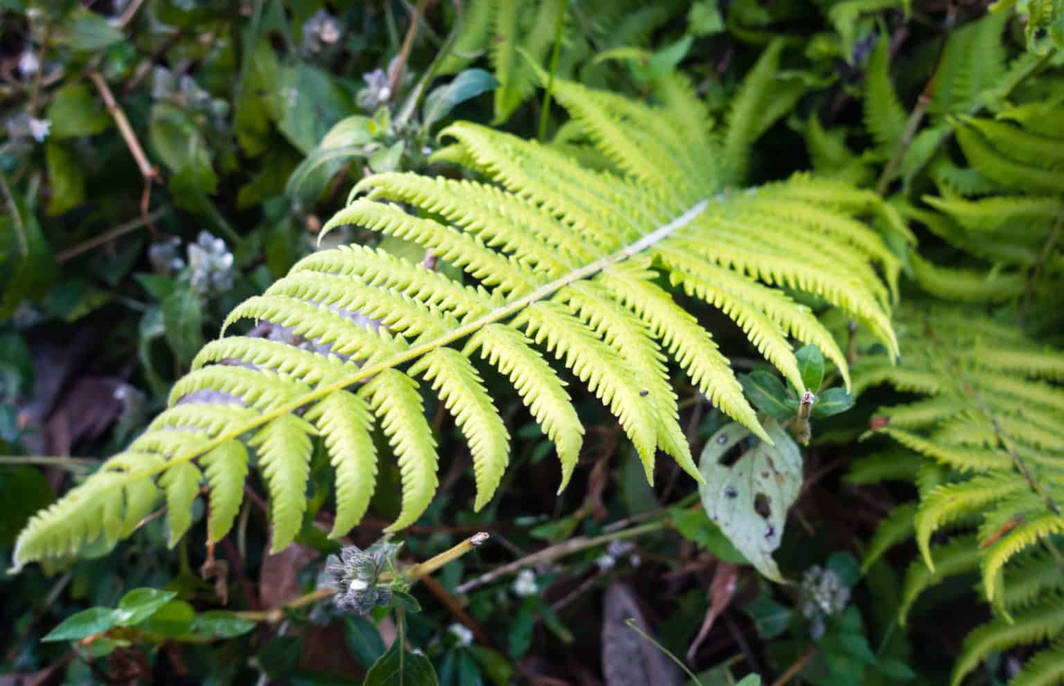 Southern Shield Fern (Thelypteris kunthii): Ultimate Care Guide ...