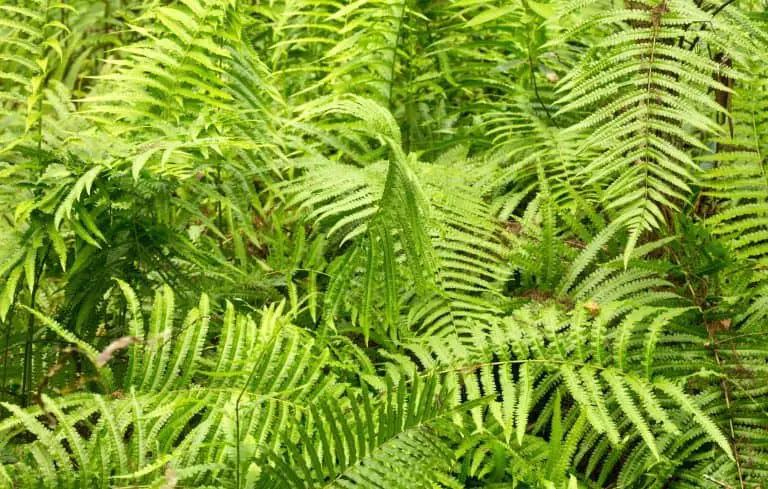 Southern Shield Fern (Thelypteris kunthii): Ultimate Care Guide ...