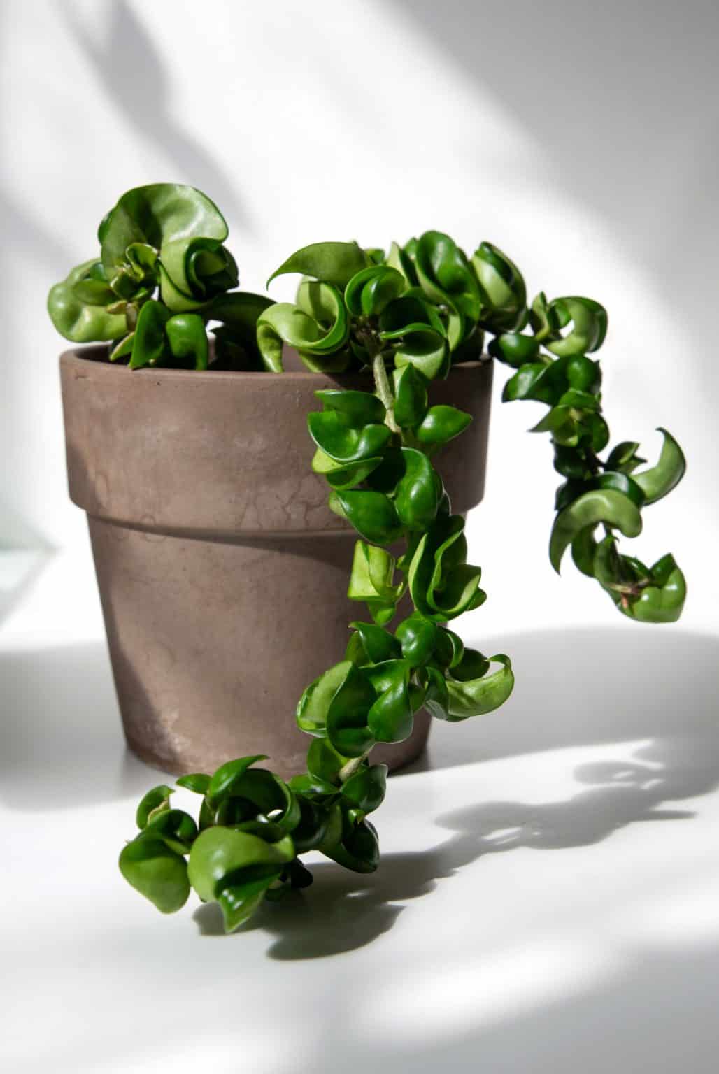 Hindu Rope Plant: Ultimate Care Guide – Garden Biology