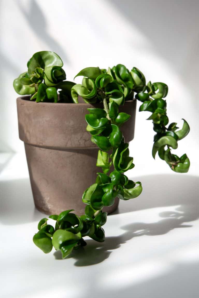 Hindu Rope Plant: Ultimate Care Guide – Garden Biology