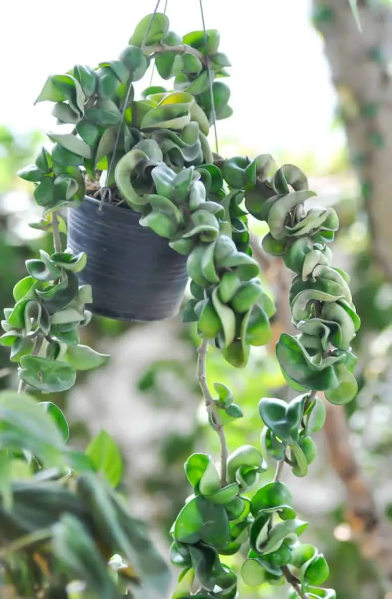 Hindu Rope Plant: Ultimate Care Guide – Garden Biology