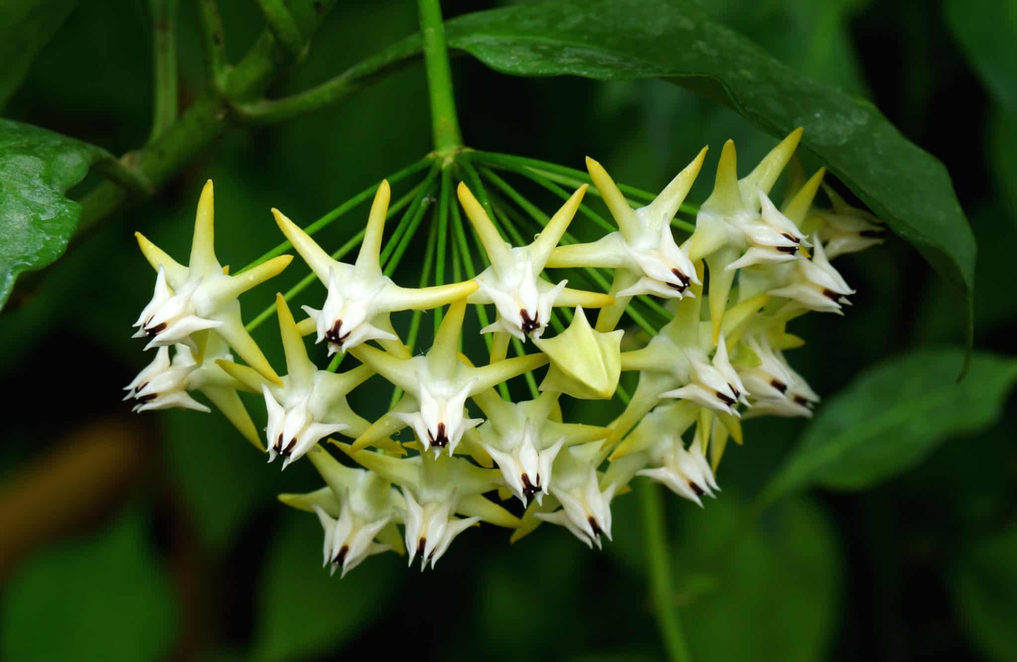 Hoya Multiflora Plant: Ultimate Care Guide – Garden Biology