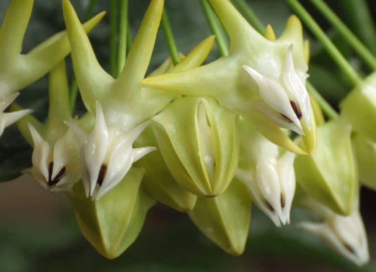 Hoya Multiflora Plant: Ultimate Care Guide – Garden Biology