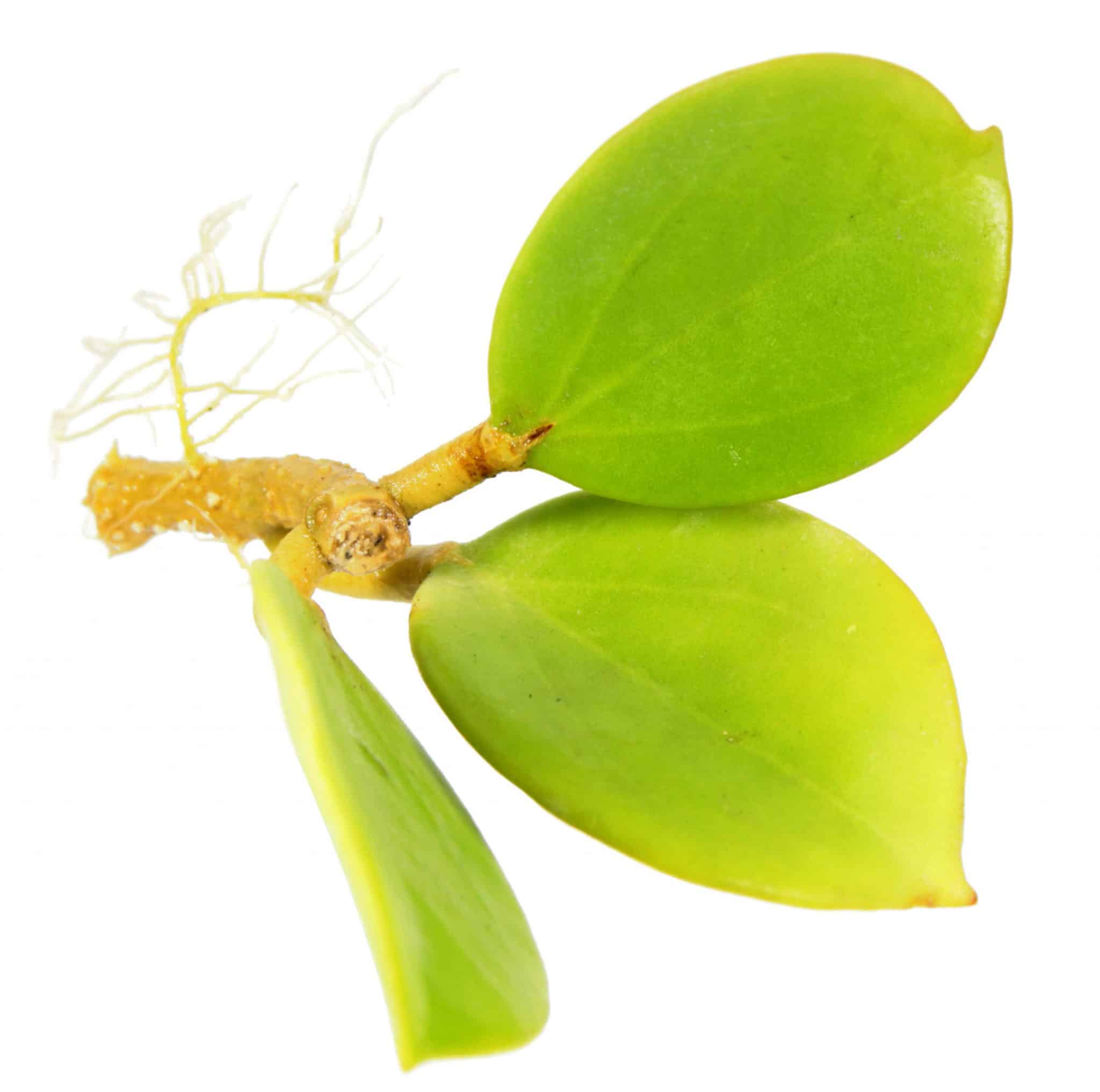 Hoya Pachyclada Plant: Ultimate Care Guide – Garden Biology