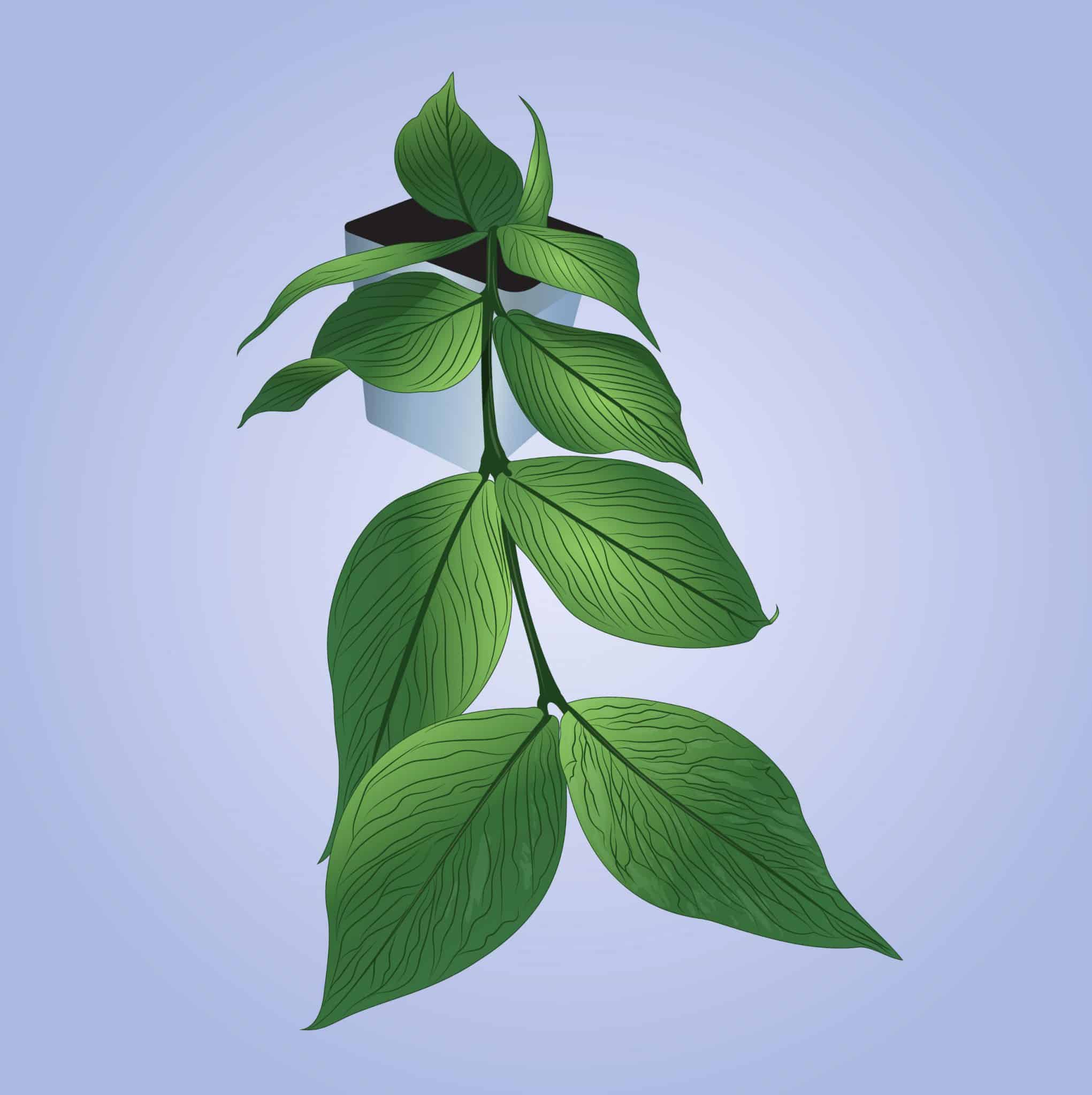 Hoya Polyneura (Fishtail Hoya): Ultimate Care Guide – Garden Biology