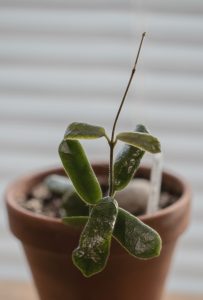 Hoya Rotundiflora: Ultimate Care Guide – Garden Biology