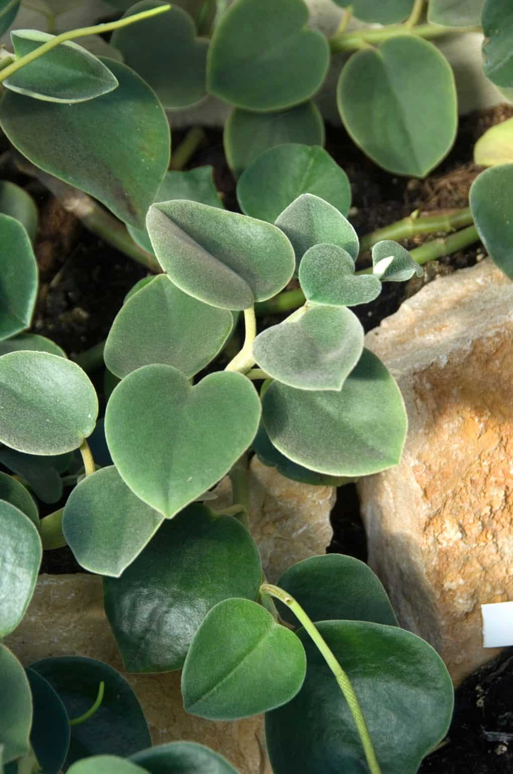 Peperomia Incana (Felted Peperomia): Ultimate Care Guide – Garden Biology