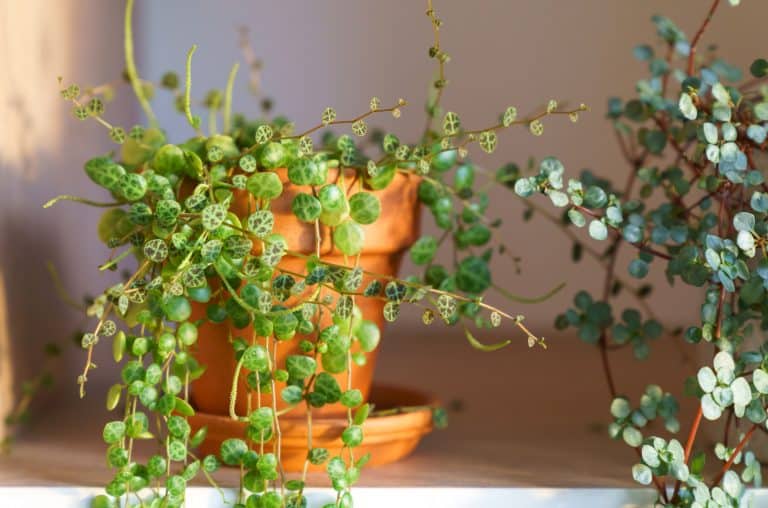 String of Turtles Plant (Peperomia Prostrata): Ultimate Care Guide – Garden Biology