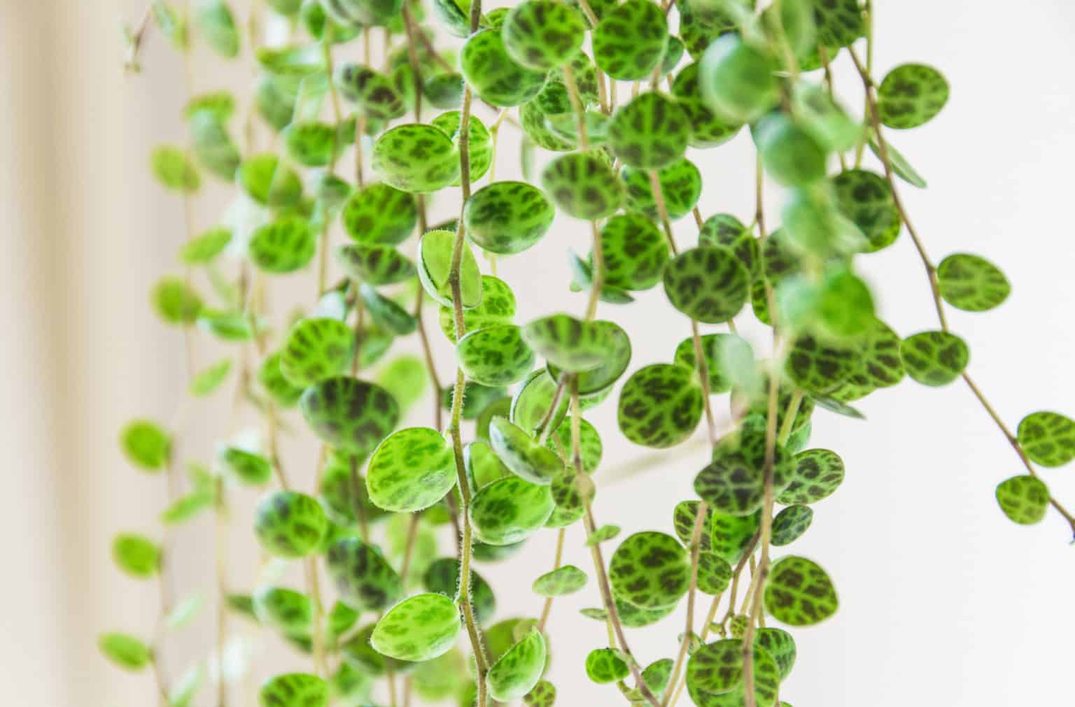 String of Turtles Plant (Peperomia Prostrata): Ultimate Care Guide – Garden Biology